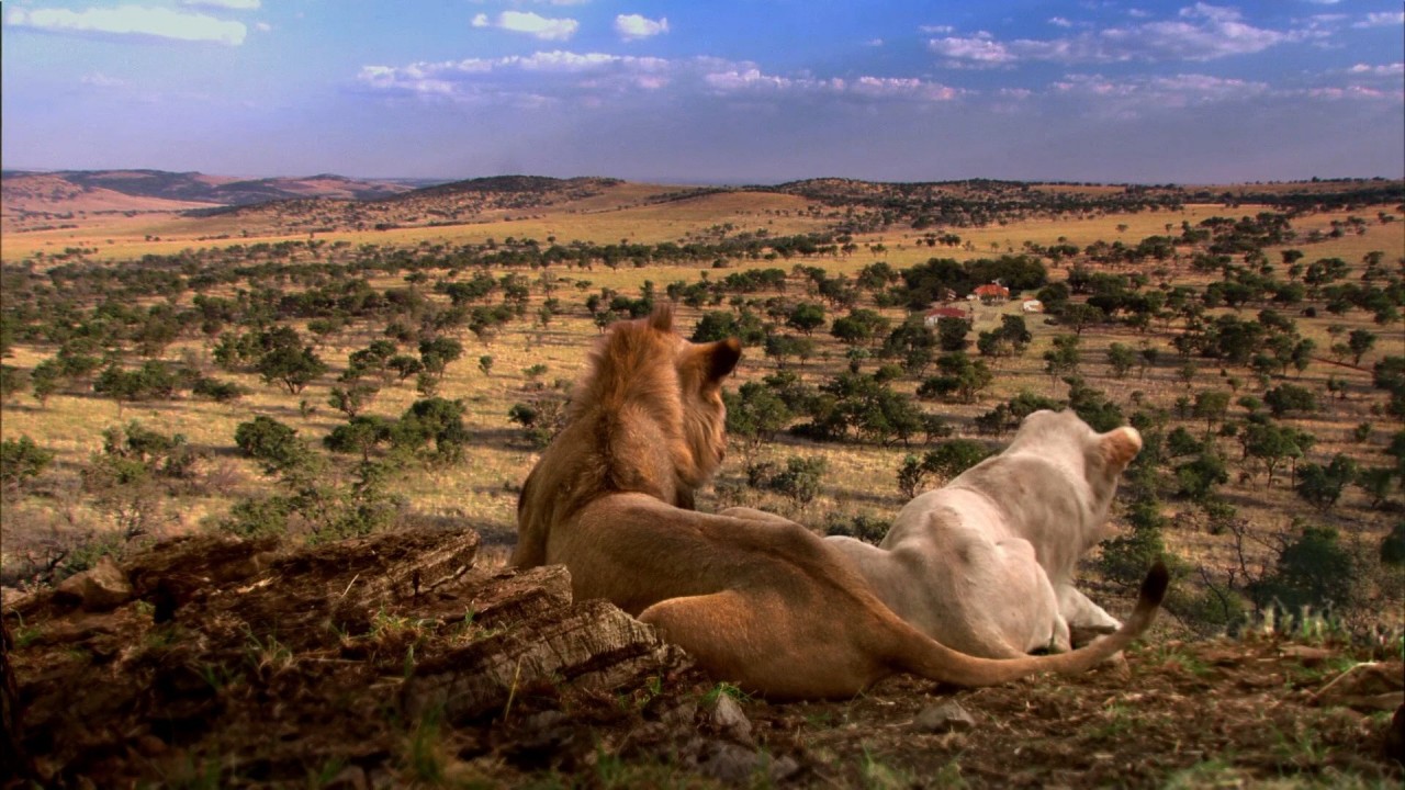 White Lion (2010) | FilmFed