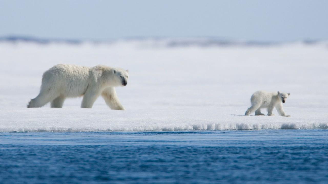 Arctic Tale (2007) | FilmFed