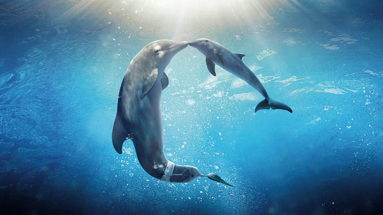 Dolphin Tale 2 (2014) | FilmFed