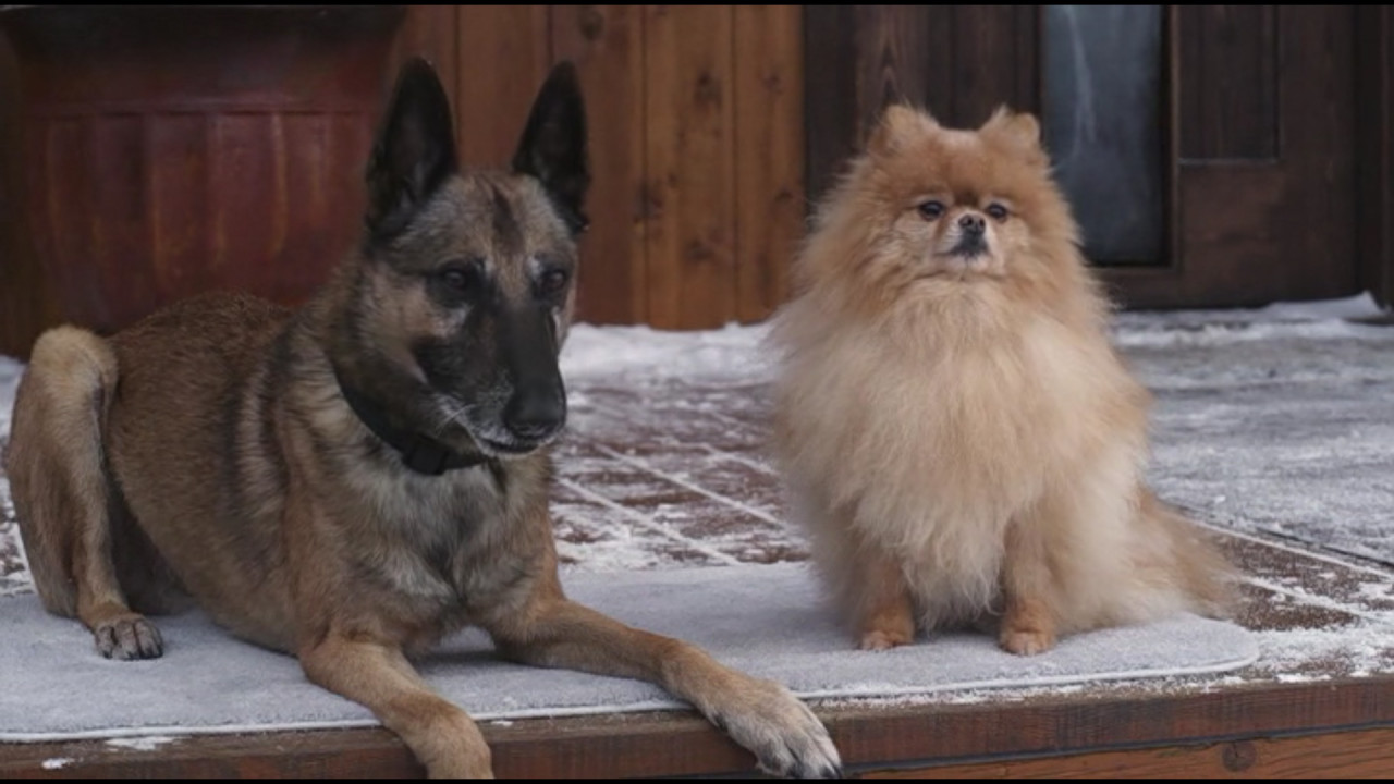 Step Dogs (2013) | FilmFed