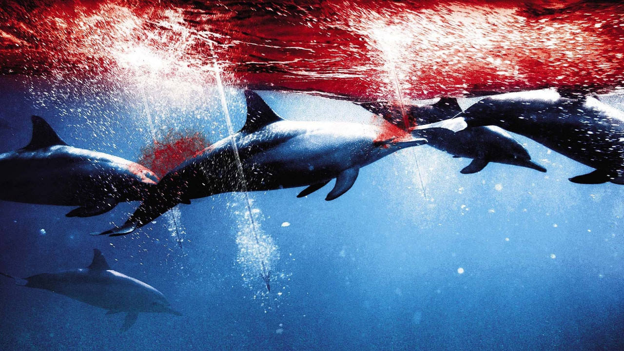 The Cove (2009) | FilmFed